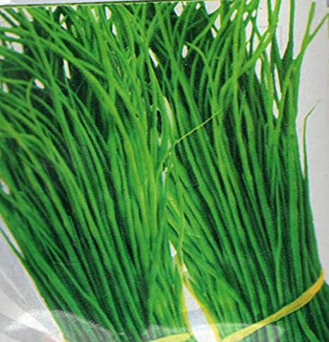 Singra (Mongra) Seeds buy online quality seeds hybrid variety ...