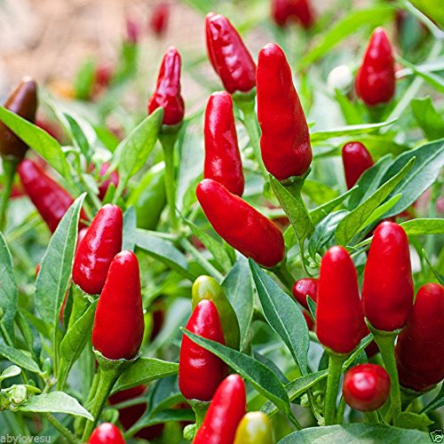 Bird Chilli -Red buy online quality seeds hybrid variety – creativefarmer