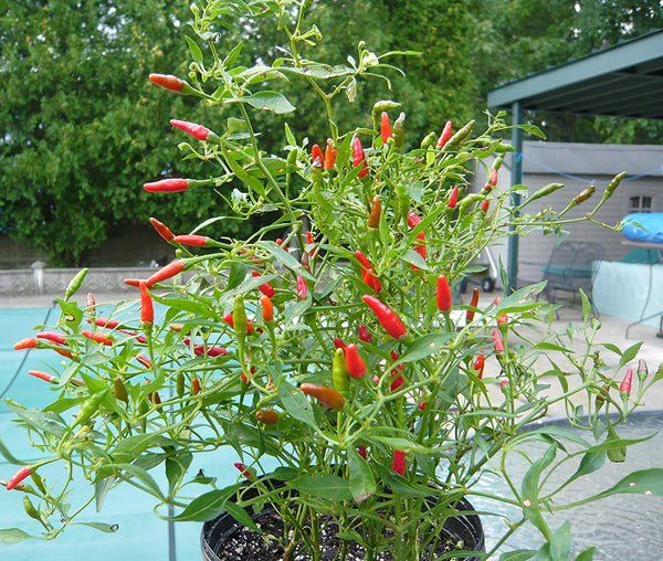 Bird Chilli -Red buy online quality seeds hybrid variety – creativefarmer