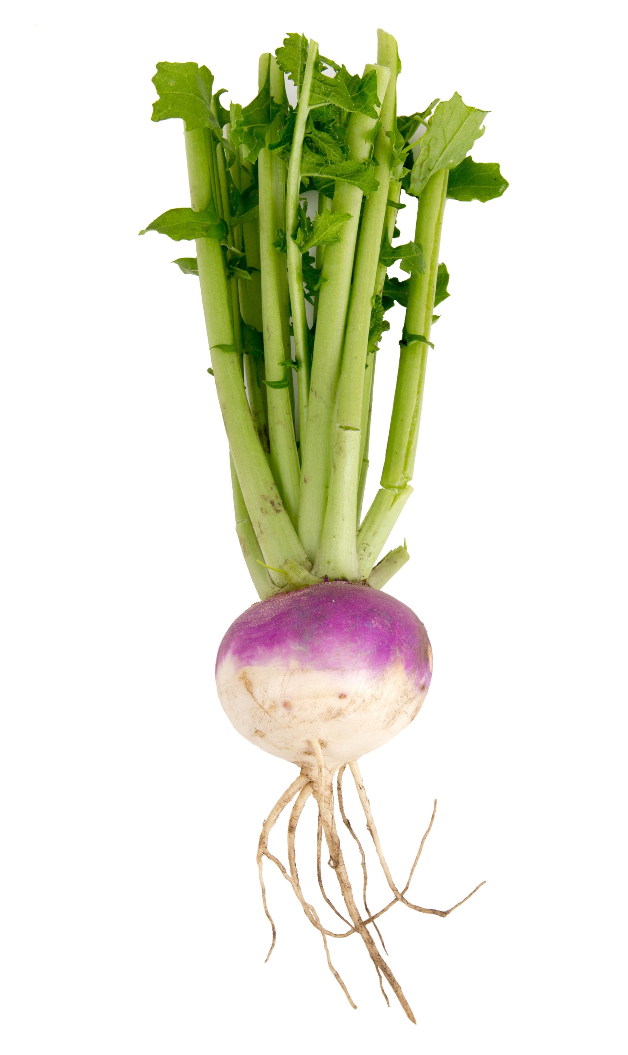 Turnip Purple Seeds buy online quality seeds hybrid variety ...